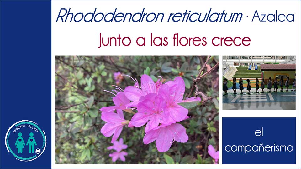 22 Azalea reticulatum – Colegio La Enseñanza Medellín